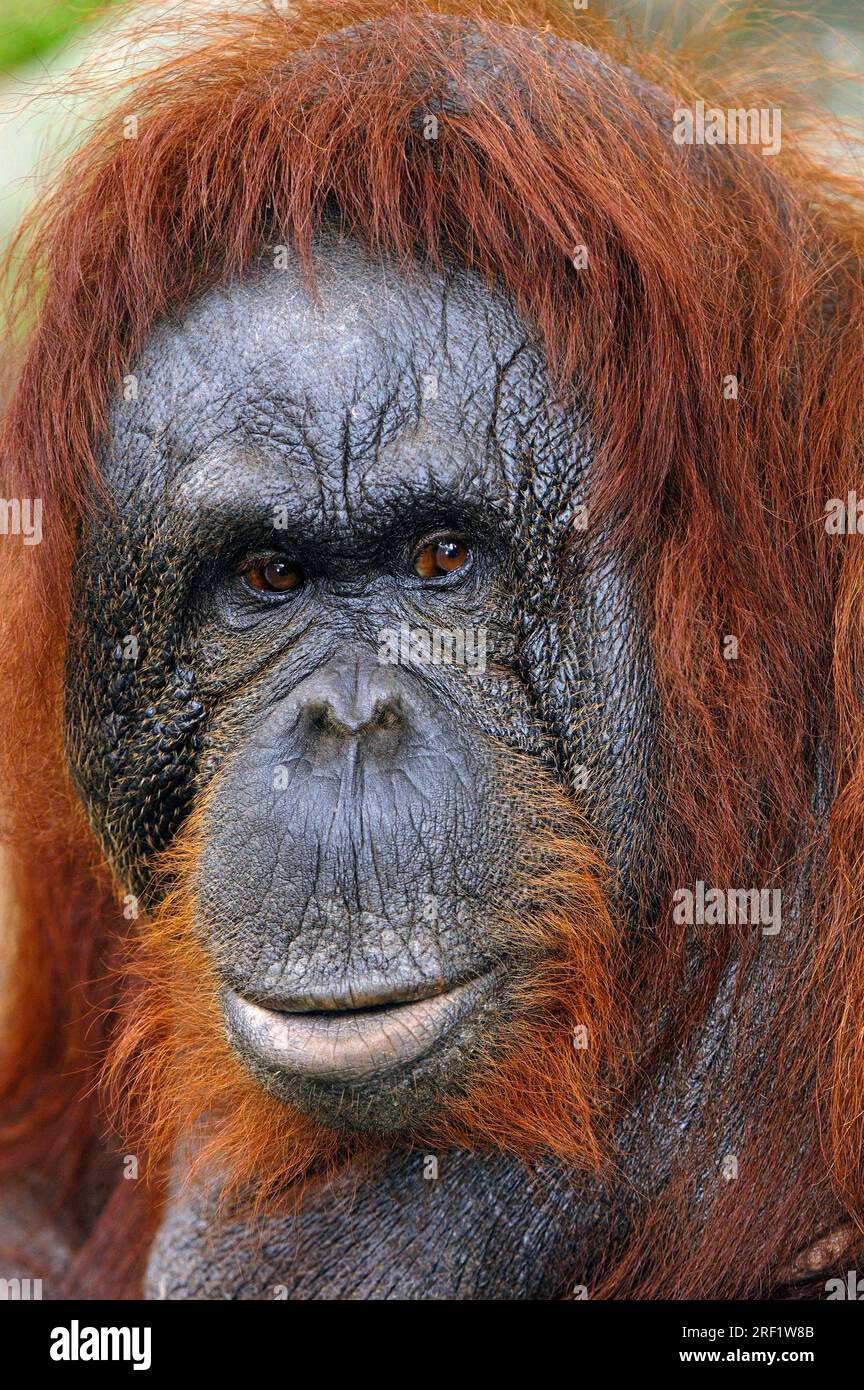 Bornean Orang-utan, female (Pongo pygmaeus pygmaeus), Bornean Orangutan ...