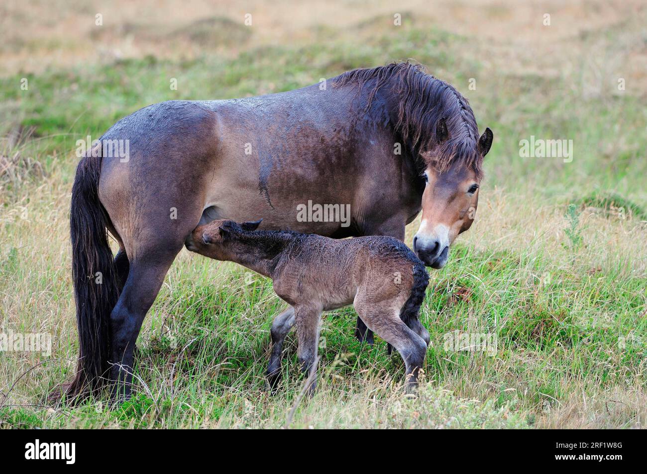Exmoor pony mare hi-res stock photography and images - Alamy