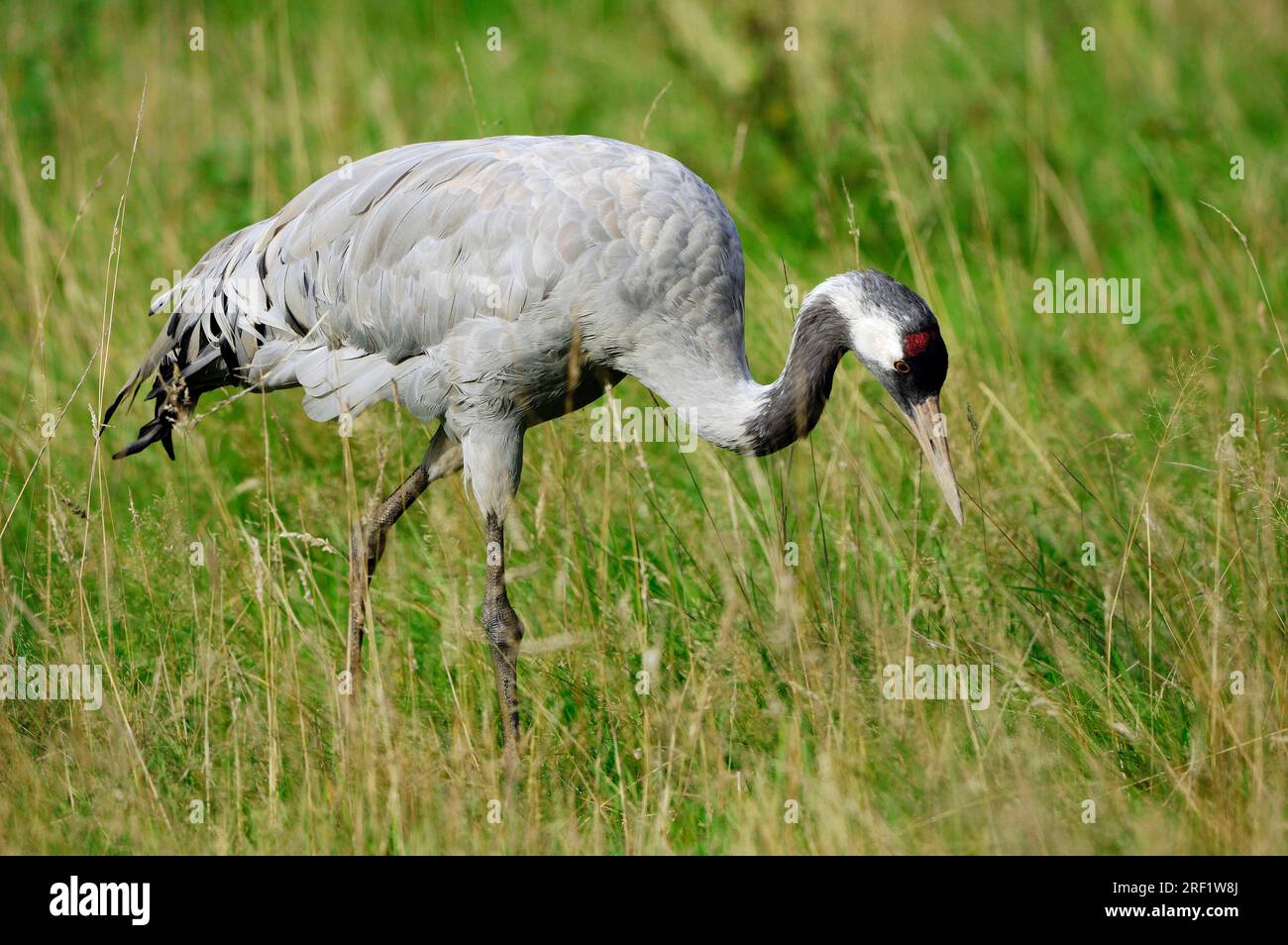 Common Crane (Grus grus Stock Photo - Alamy