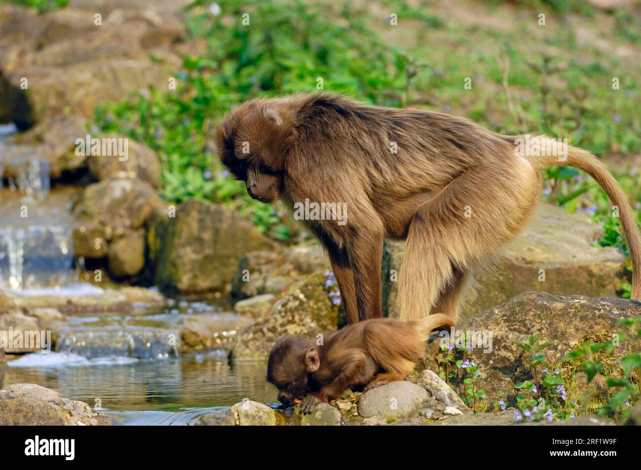 Gelada Baboon (Theropithecus gelada), female with young Stock Photo - Alamy
