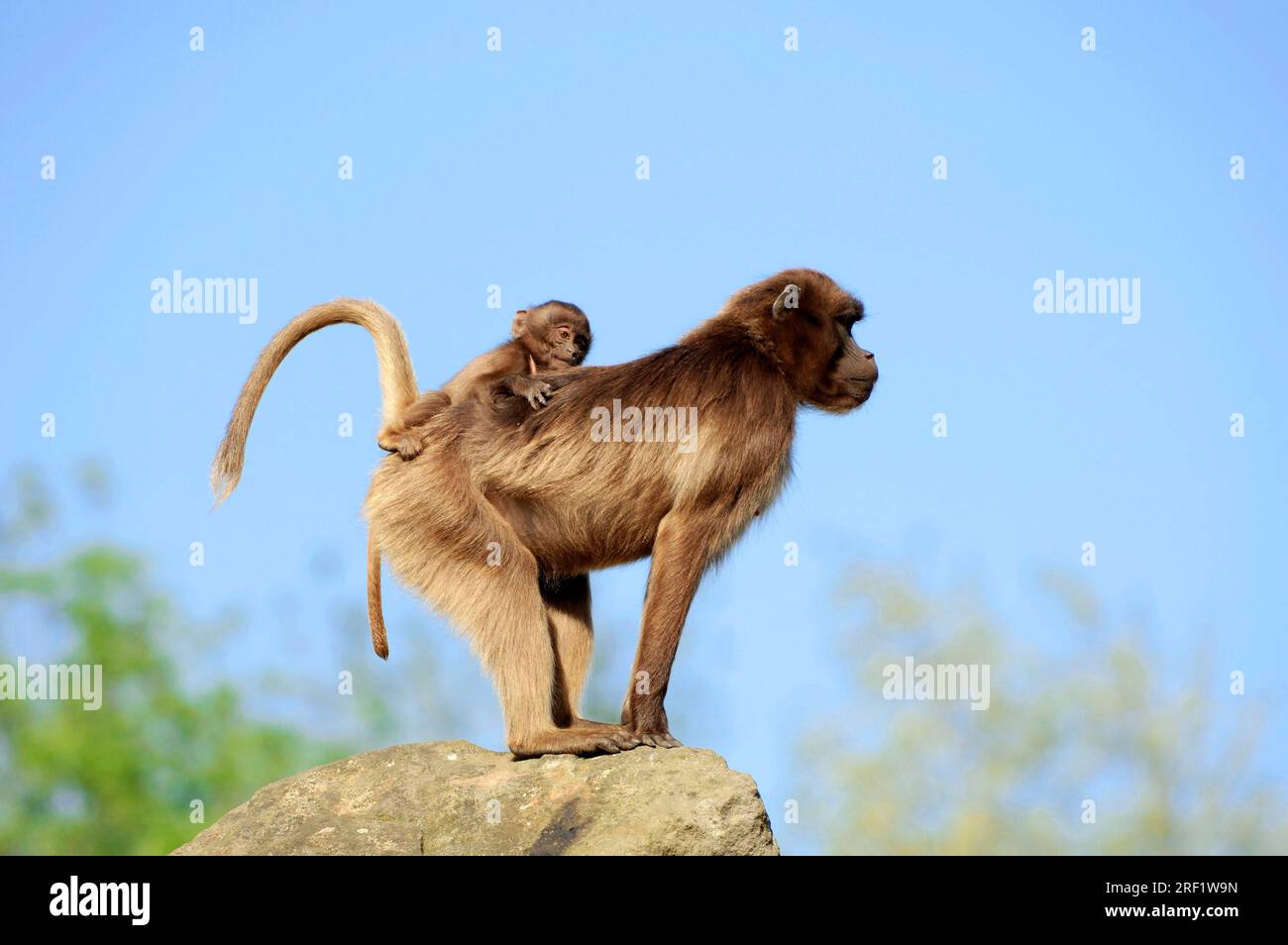 Gelada Baboon (Theropithecus gelada), female with young, side Stock ...
