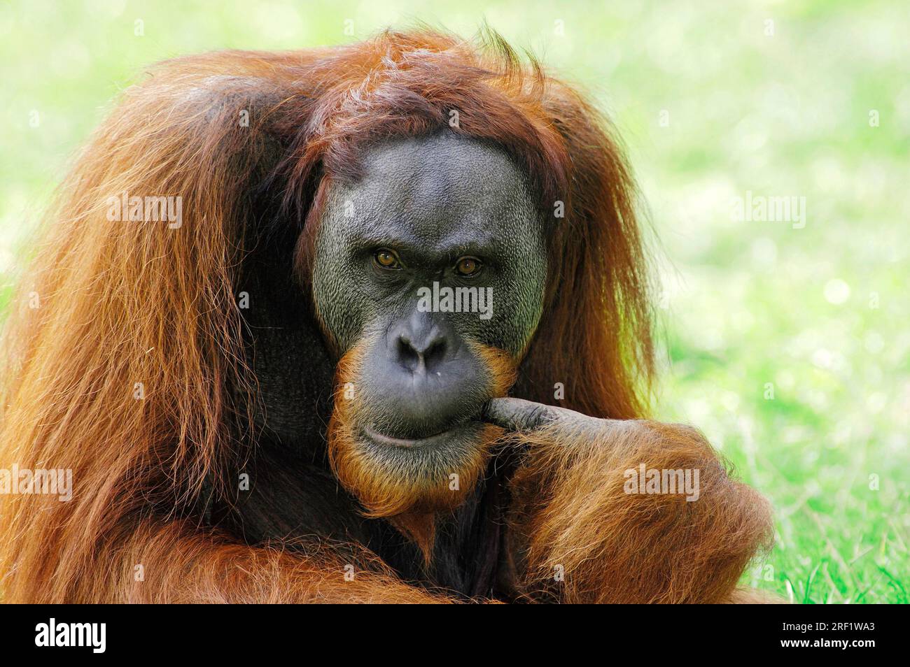 Sumatran orangutan, male (Pongo pygmaeus abelii Stock Photo - Alamy