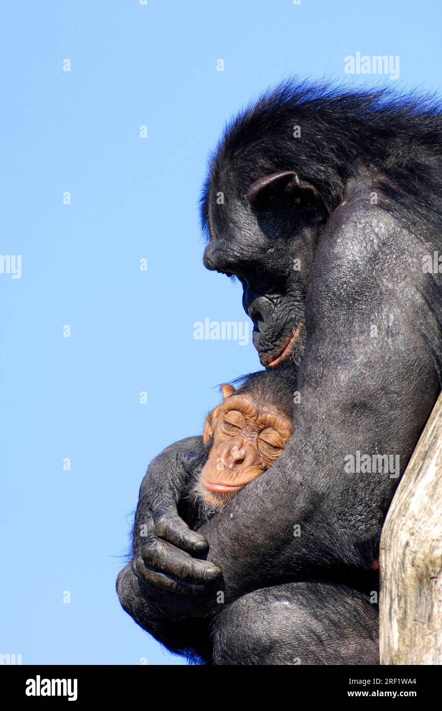 Common chimpanzee (Pan troglodytes), female with young Stock Photo - Alamy