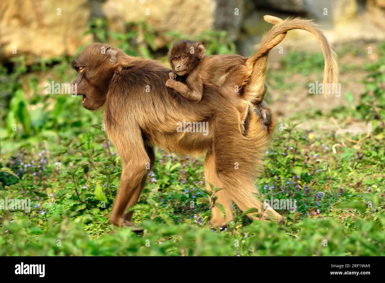 Gelada Baboon (Theropithecus gelada), female with young Stock Photo - Alamy