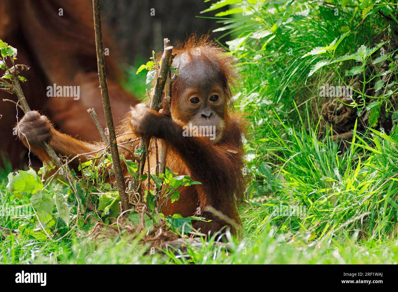 Young Sumatran orangutan (Pongo pygmaeus abelii Stock Photo - Alamy