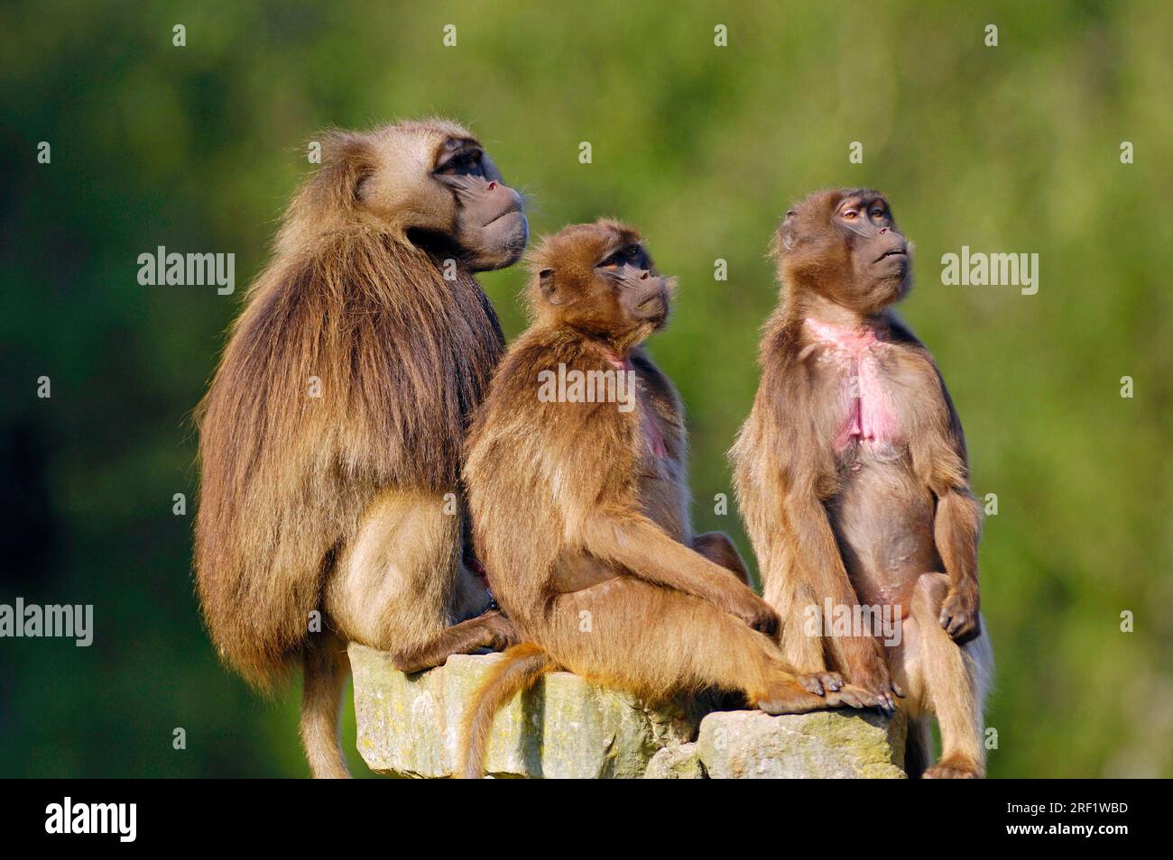 Gelada Baboons (Theropithecus gelada Stock Photo - Alamy