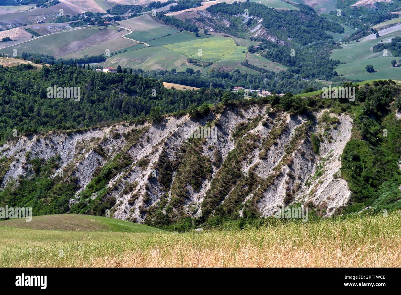 Vegetazione pioniera hi-res stock photography and images - Alamy