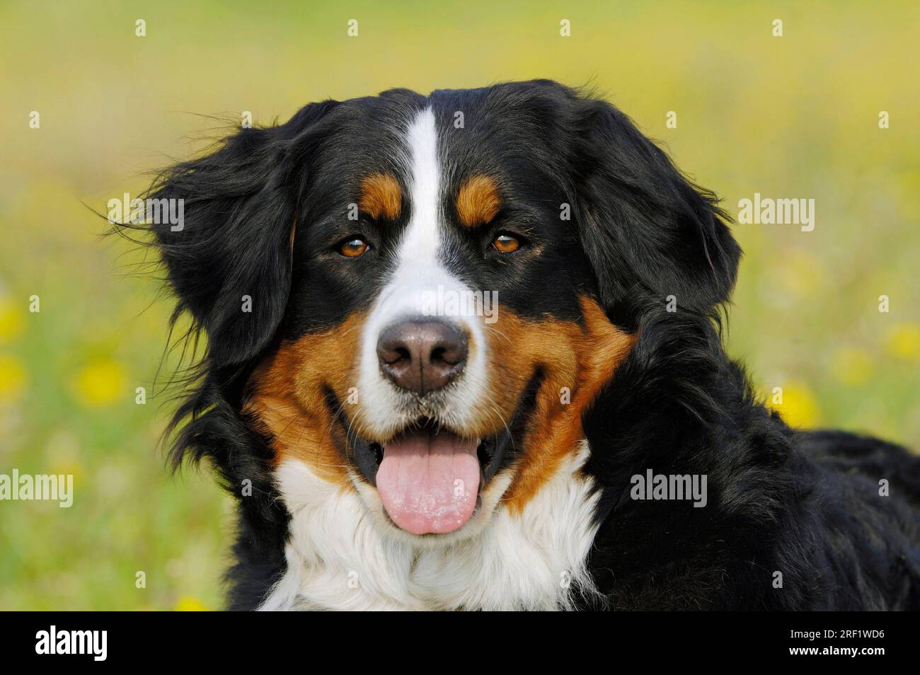 Bernese Mountain Dog Stock Photo - Alamy
