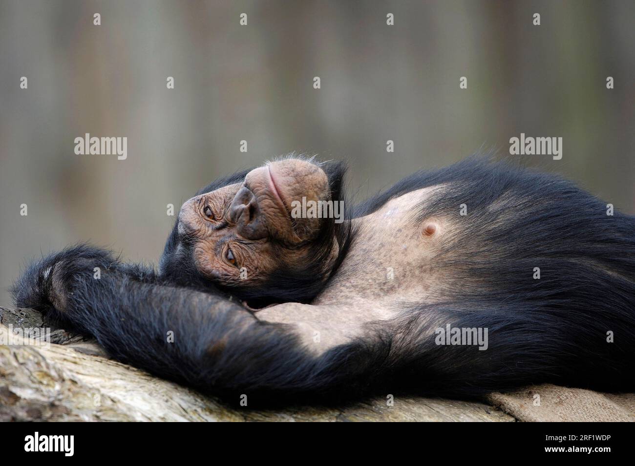 Relaxed chimpanzee hi-res stock photography and images - Alamy