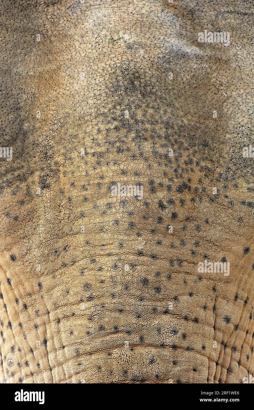 Asian elephant (Elephas maximus), skin detail, Indian elephant Stock ...