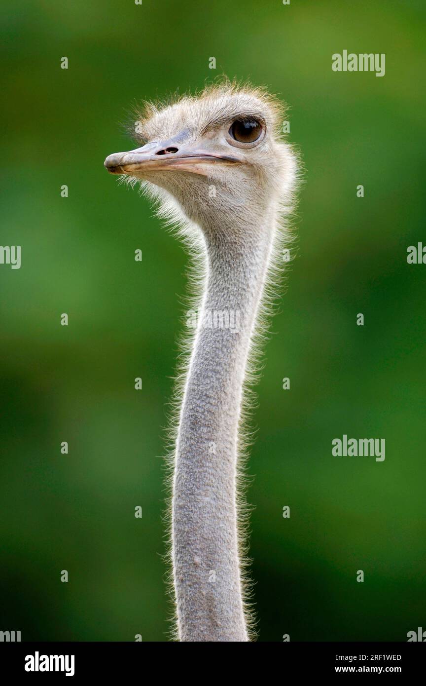 Common ostrich (Struthio camelus), female Stock Photo - Alamy