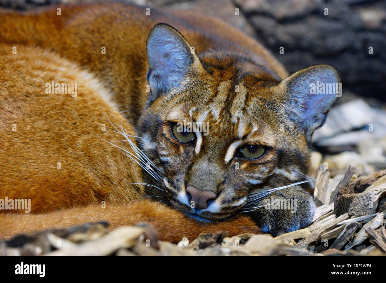 Golden cat hi-res stock photography and images - Alamy