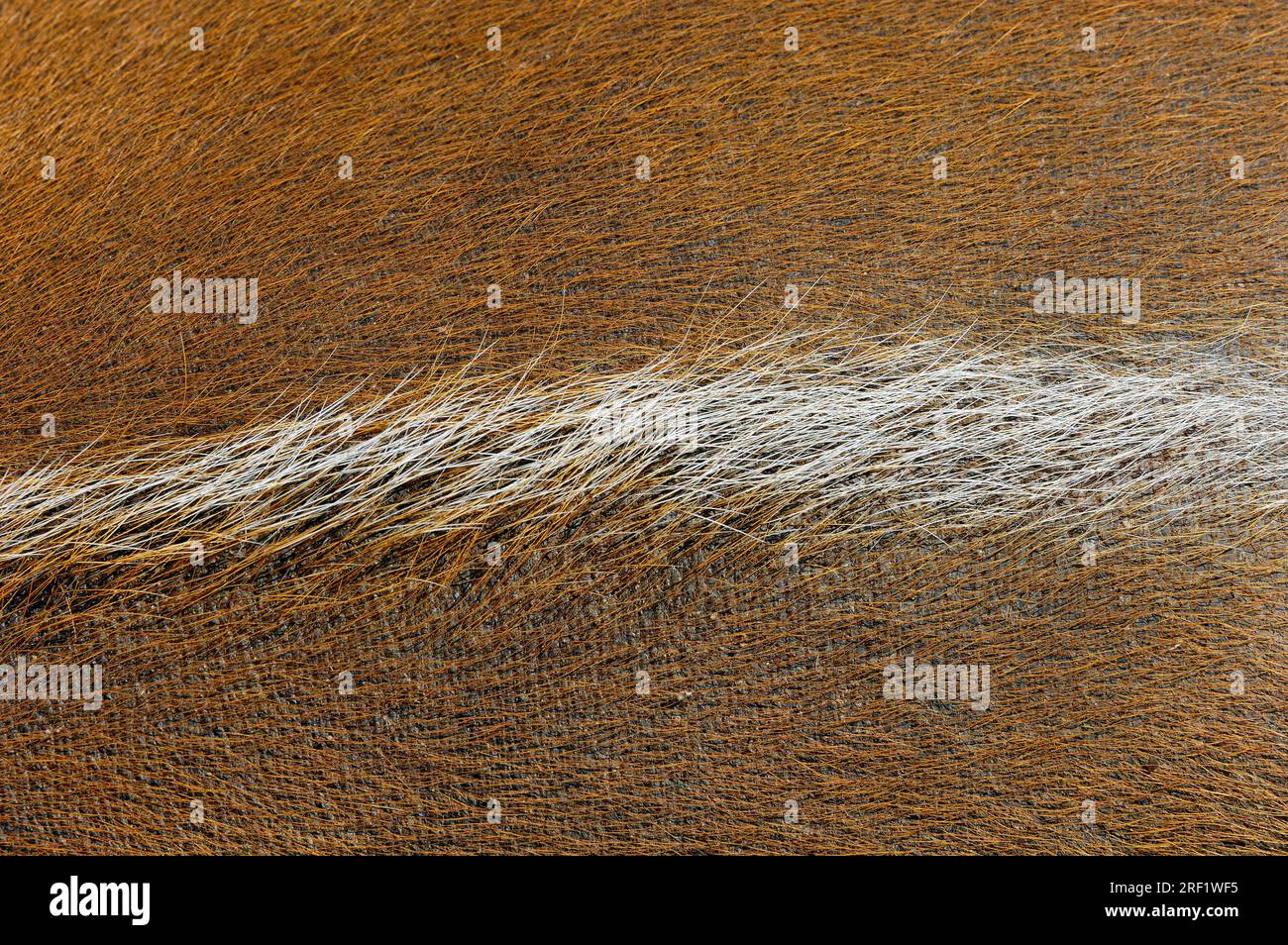 Red river hog (Potamochoerus porcus pictus), fur detail, bush pig Stock ...