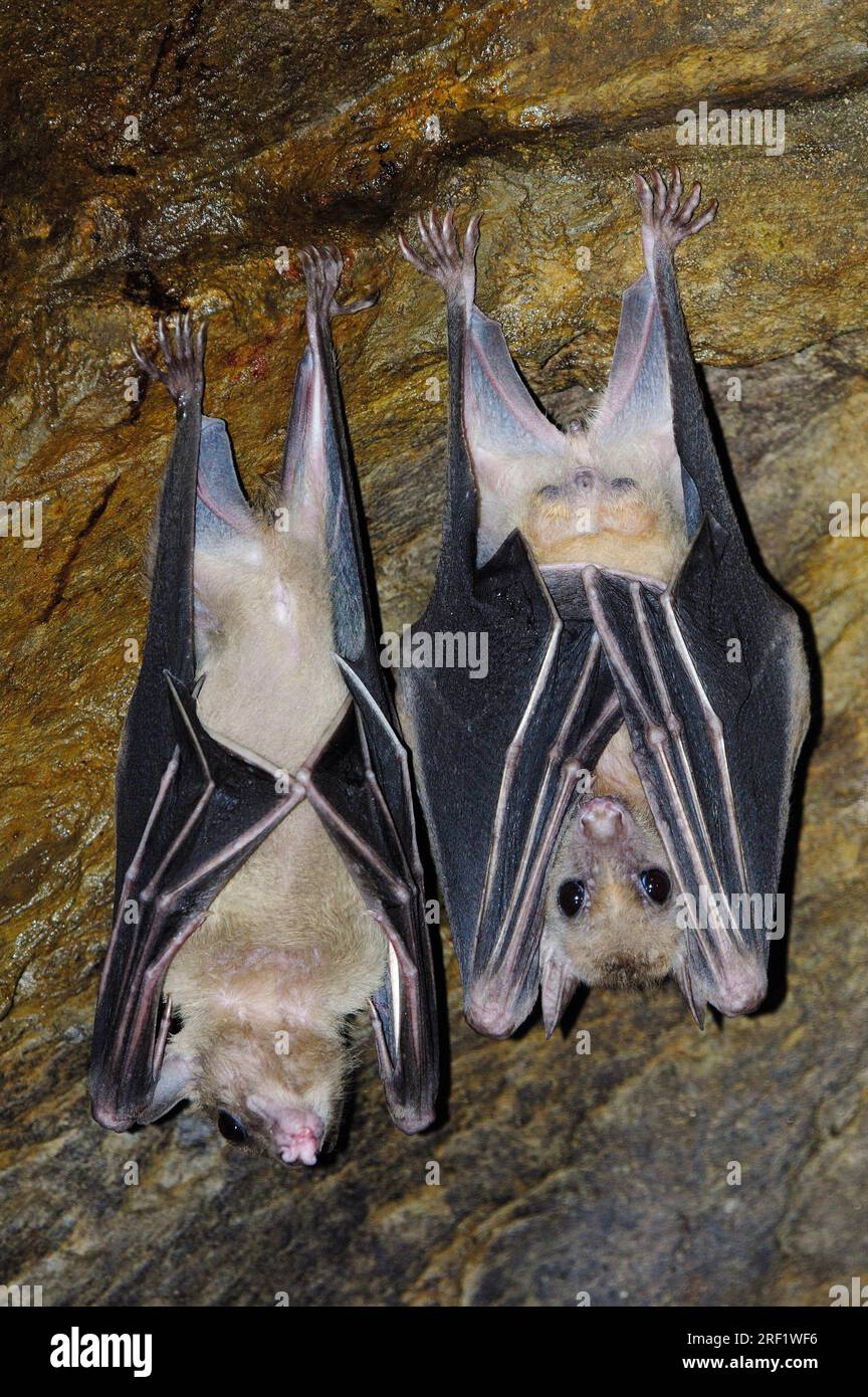 Egyptian Rousette, Egyptian Fruit Bat (Rousettus aegyptiacus Stock Photo - Alamy