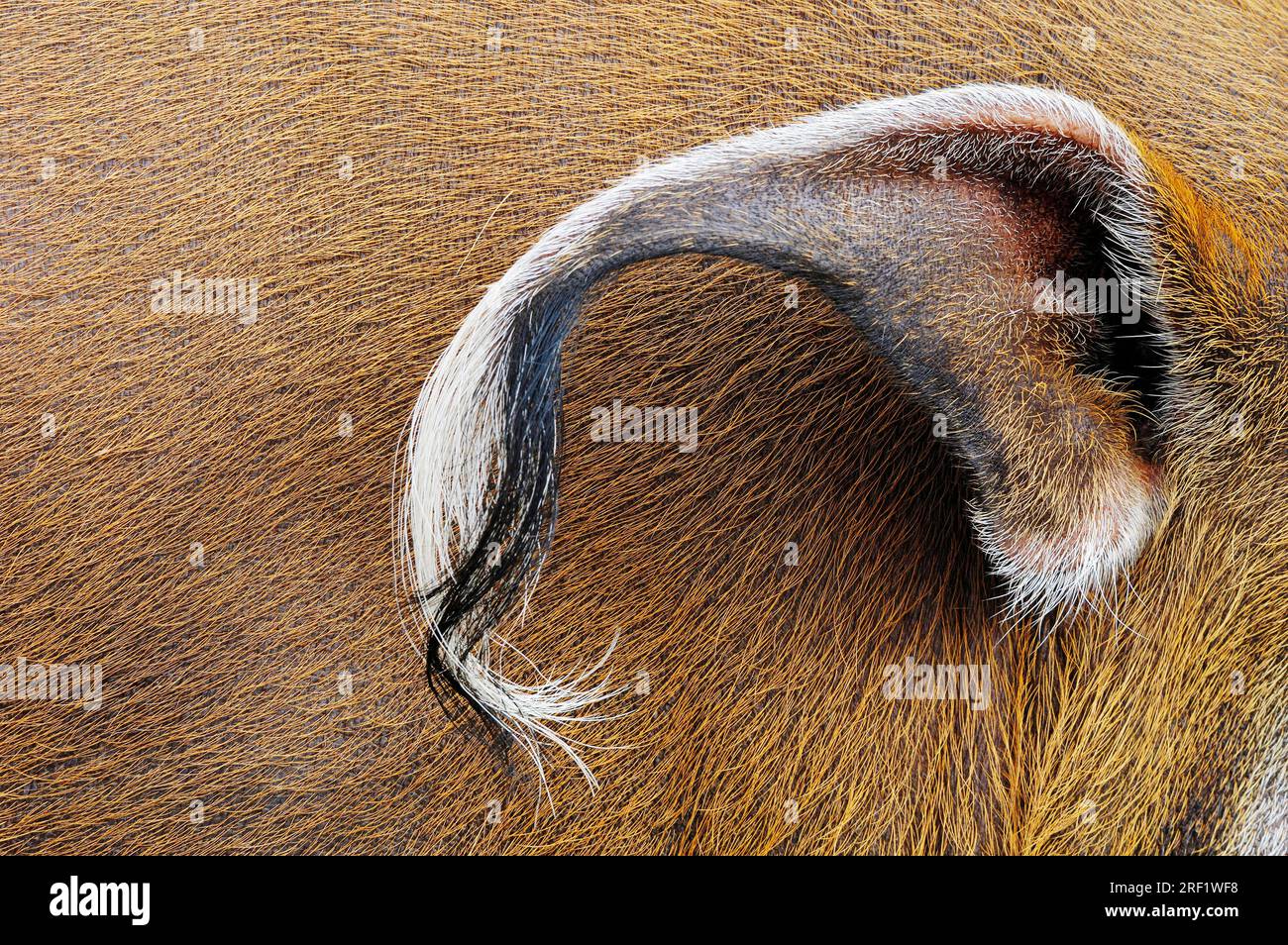 Red river hog (Potamochoerus porcus pictus), ear, bush pig Stock Photo ...