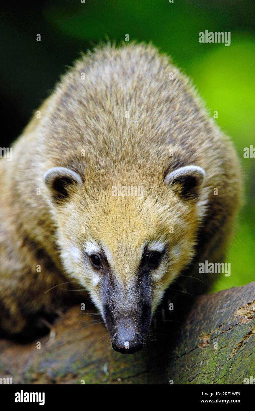 South american coati (Nasua nasua), Southern coati Stock Photo - Alamy