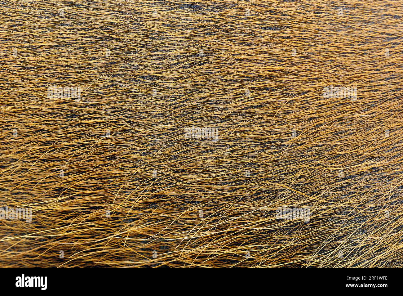 Red river hog (Potamochoerus porcus pictus), fur detail, bush pig Stock ...