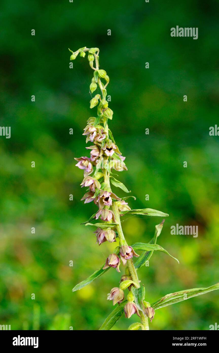 Broad-leaved Helleborine (Epipactis helleborine Stock Photo - Alamy