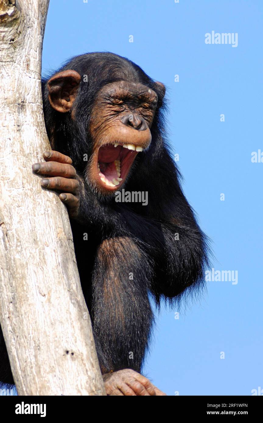 Chimpanzee figure hi-res stock photography and images - Alamy