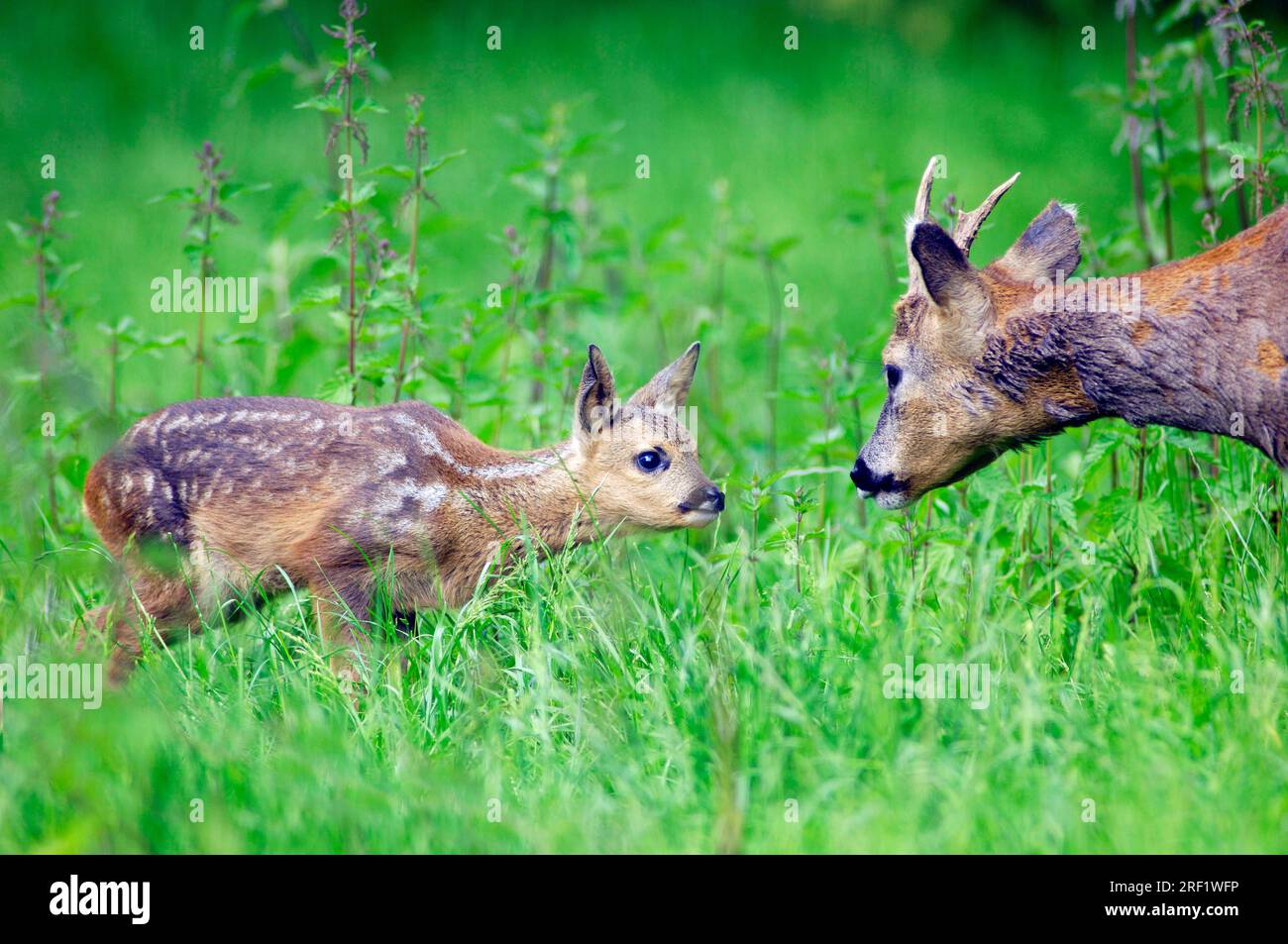 Buck with fawn hi-res stock photography and images - Alamy