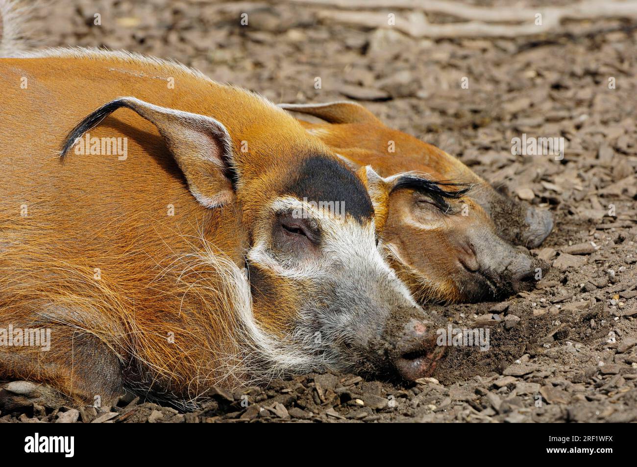 Red river hog (Potamochoerus porcus pictus), female with young, bush ...