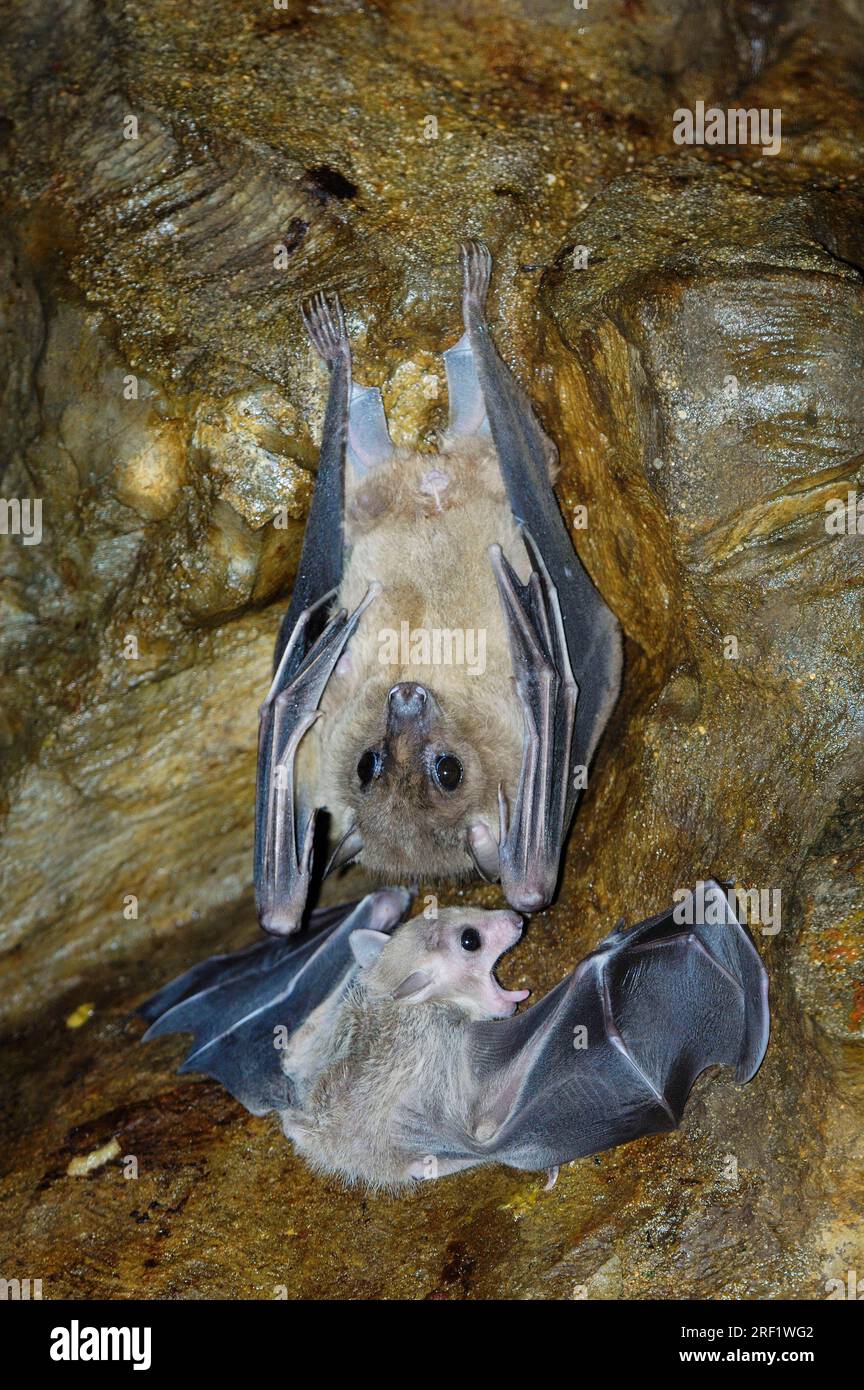 Egyptian Rousette, Egyptian Fruit Bat (Rousettus aegyptiacus Stock ...