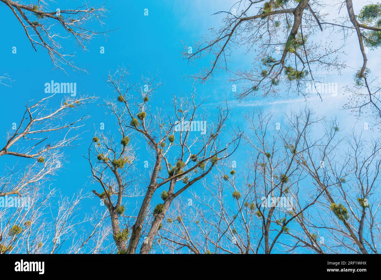 Witch's broom is a tree deformity, dense mass of shoots grows from a ...