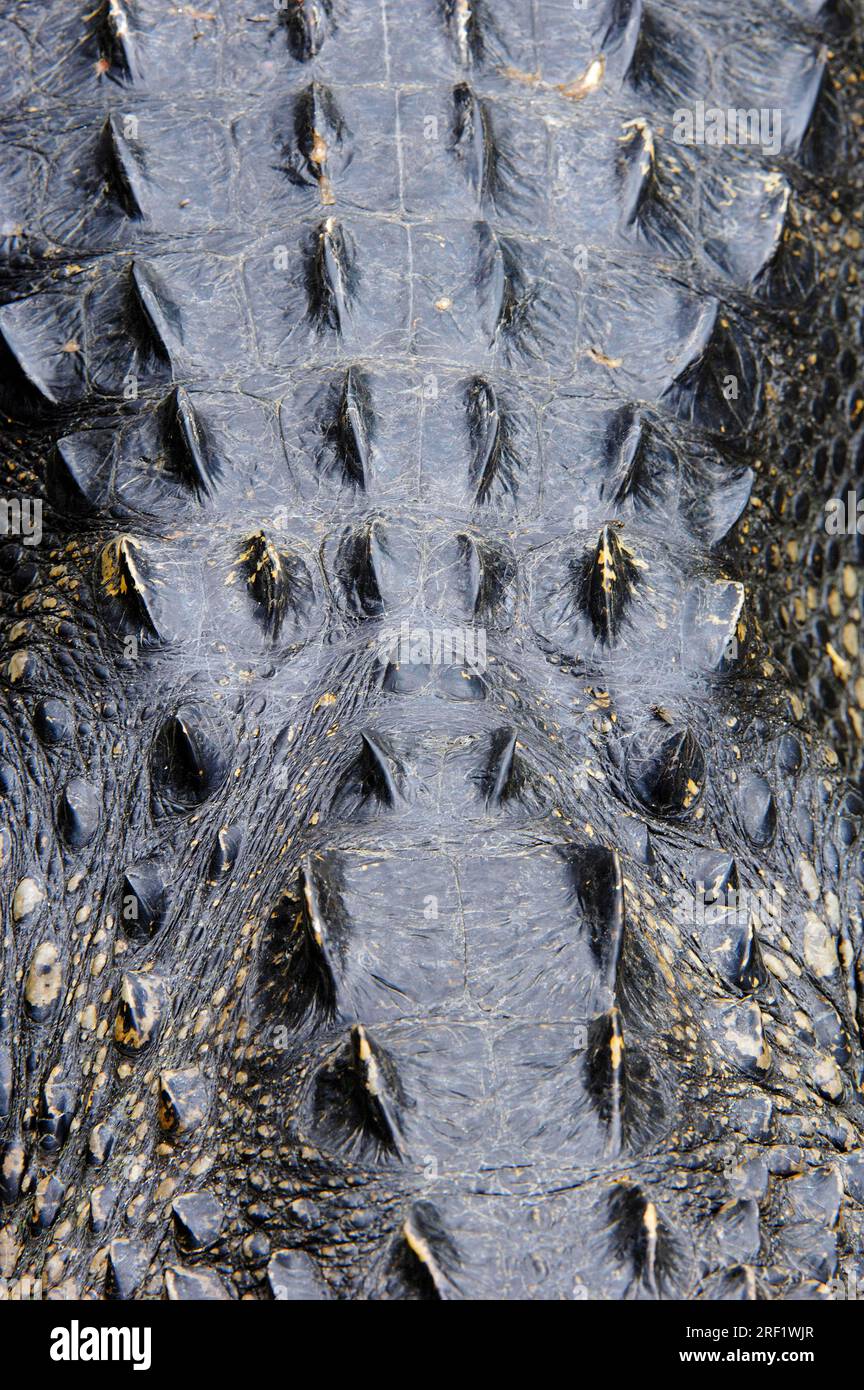 American Alligator (Alligator mississippiensis), skin detail ...