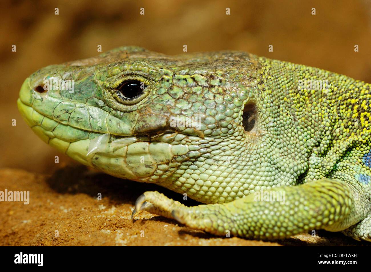 Ocellated Lizard (Lacerta lepida Stock Photo - Alamy