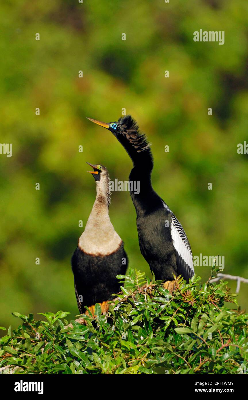 Male and female anhinga hi-res stock photography and images - Alamy