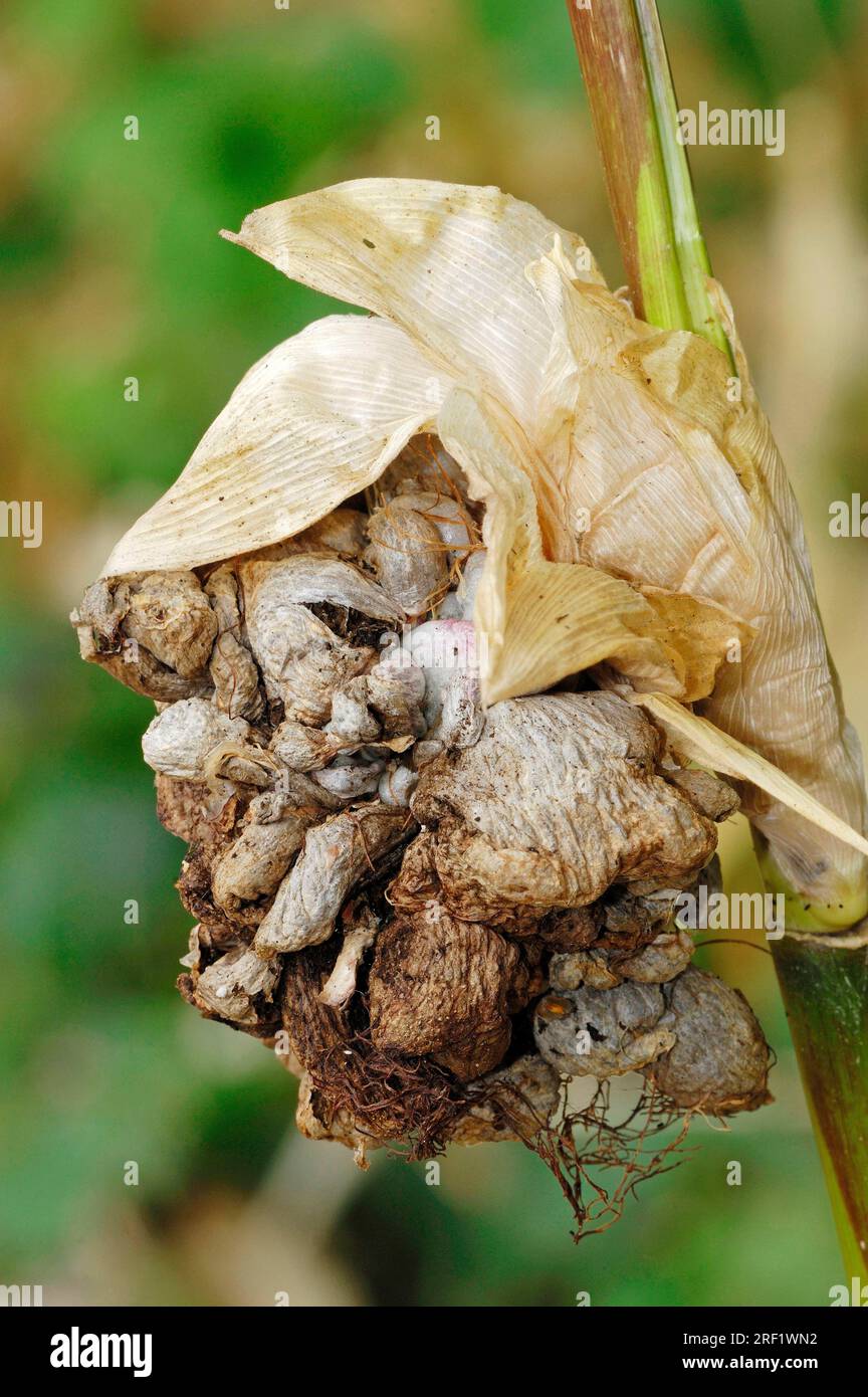 Corn Smut, North Rhine-Westphalia, Germany (Ustilago maydis ...