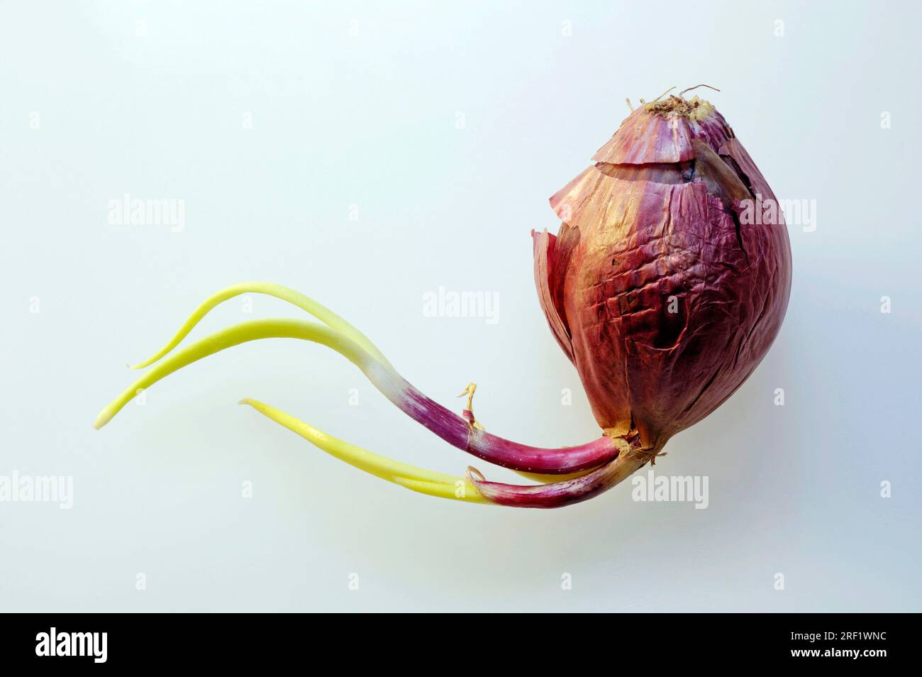 Red common onion (Allium cepa Stock Photo - Alamy