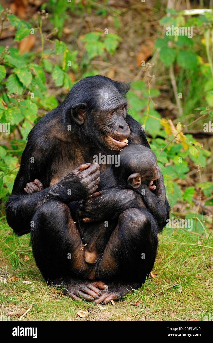 Bonobos (Pan paniscus), female with young, bonobo Stock Photo - Alamy