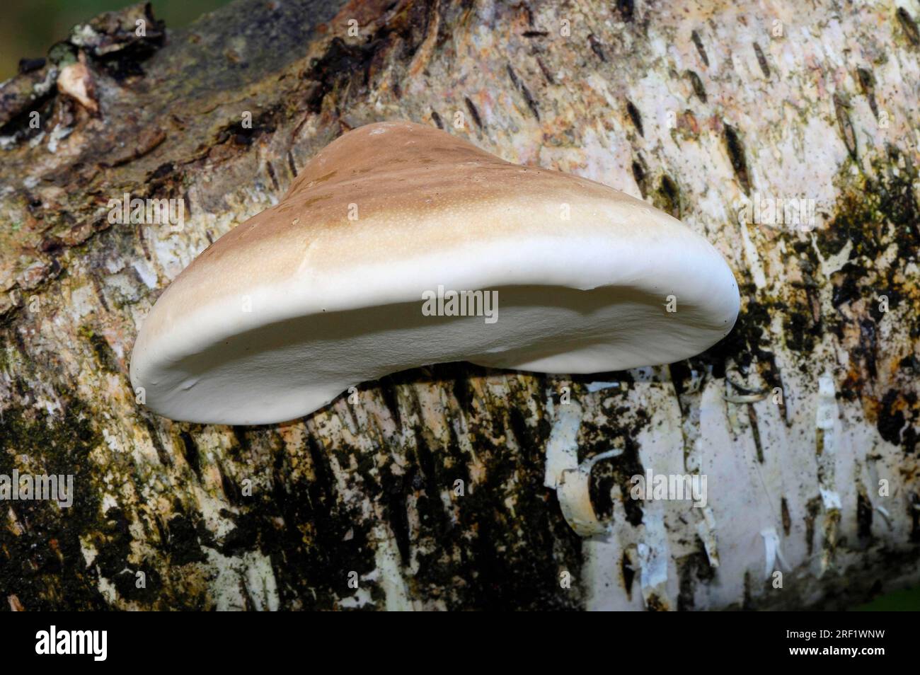 Birch polypore (Piptoporus betulinus), Netherlands Stock Photo - Alamy