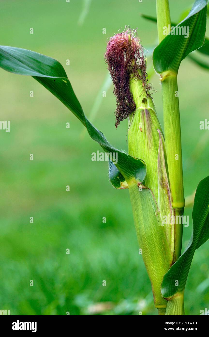 Corn (Zea mays) on the corn cob, corn Stock Photo - Alamy