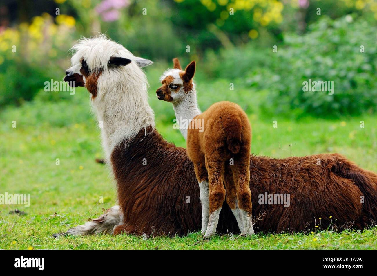 Alpaca, female with young (Lama pacos Stock Photo - Alamy