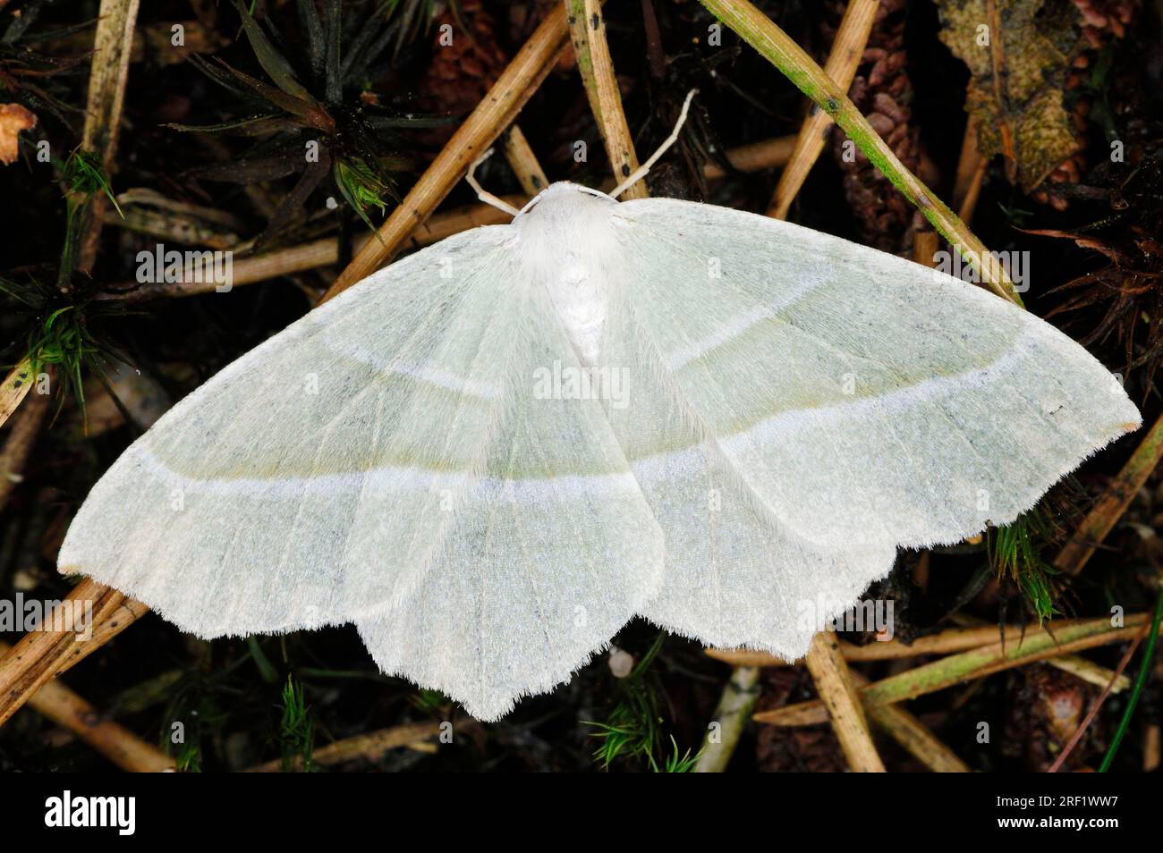 Light Emerald Moth, Netherlands (Campaea margaritata Stock Photo - Alamy
