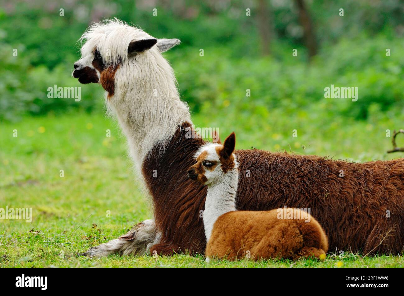 Female with young lama pacos hi-res stock photography and images - Alamy
