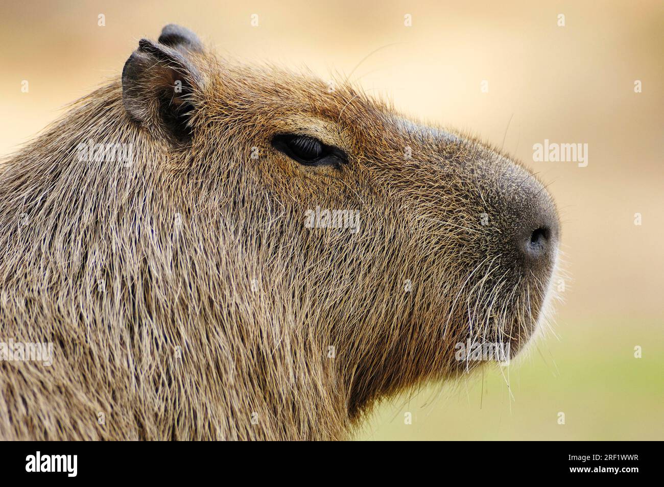 Capybara (Hydrochoerus capybara), lateral, profile Stock Photo - Alamy