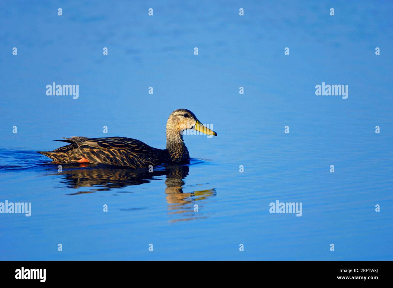Mottled duck (Anas fulvigula), Myakka River State Park, Florida, USA ...