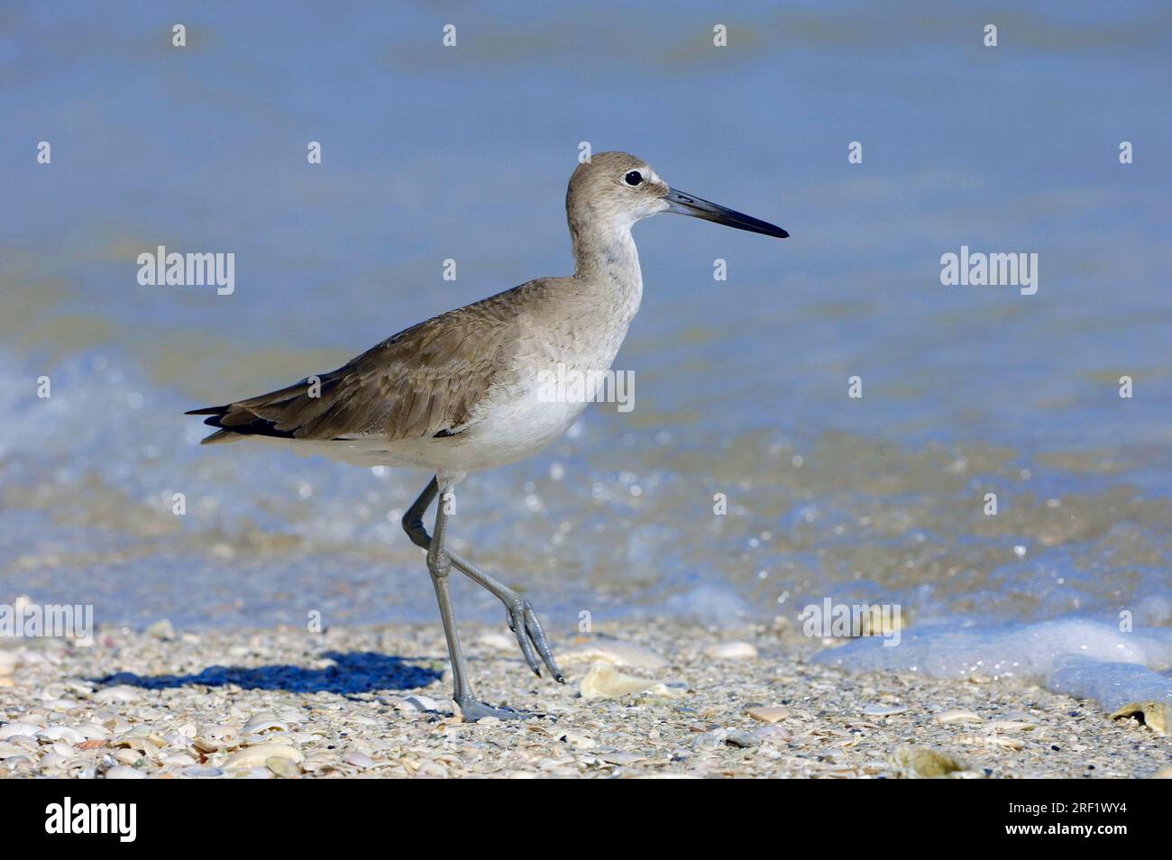Willet (Catoptrophorus semipalmatus) in winter, Sanibel Island, Florida ...