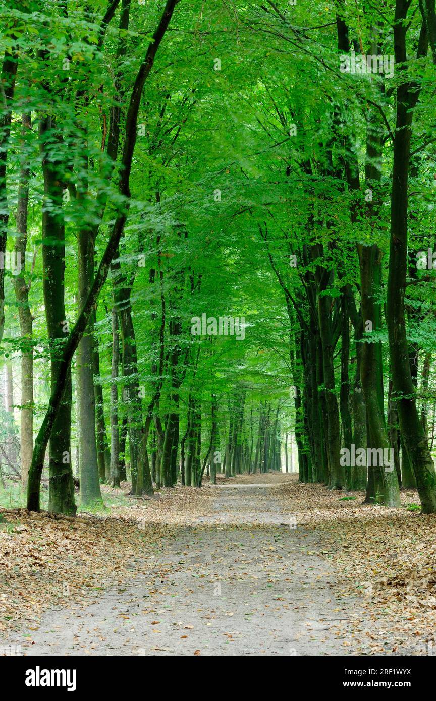 Deciduous forest in the netherlands hi-res stock photography and images ...