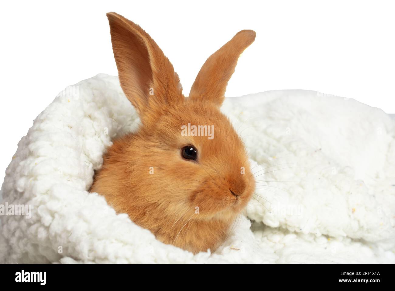 Baby wrapped in white fur hi-res stock photography and images - Alamy
