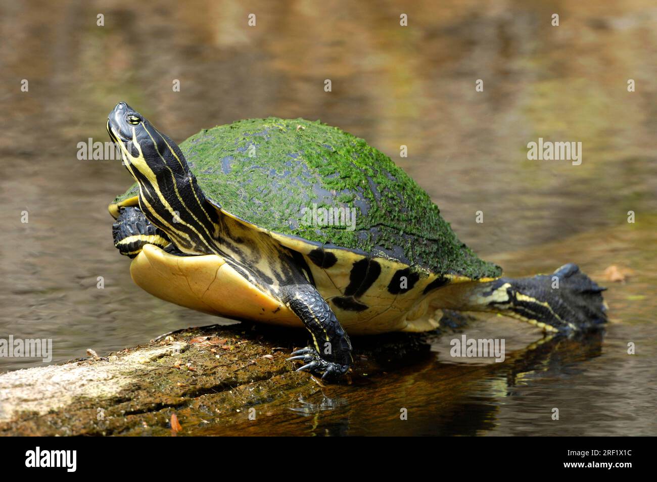 Red-bellied slider turtle, Myakka River State Park, Florida (Chrysemys ...