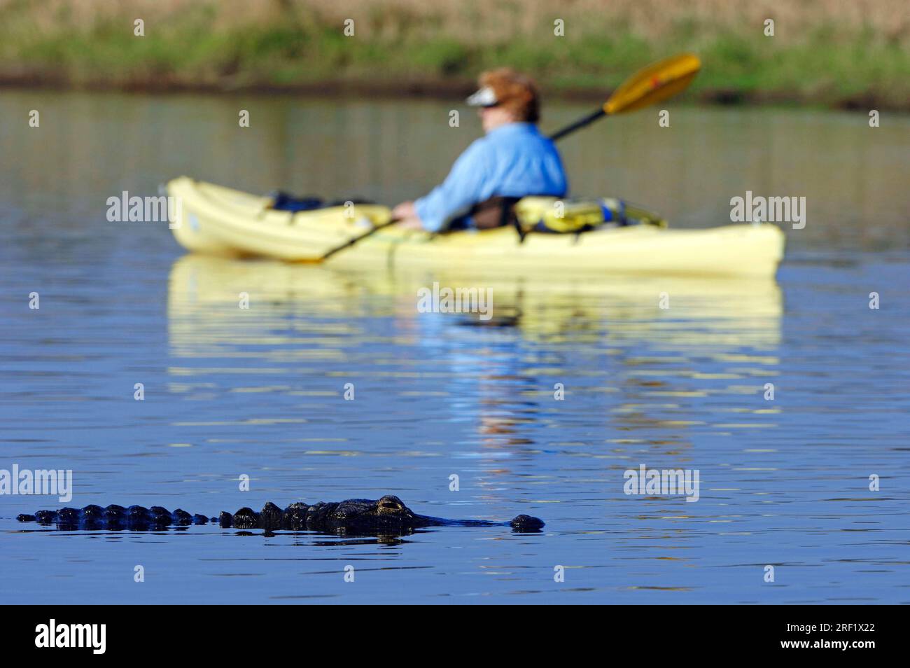 American Alligator (Alligator mississippiensis) and Canoeist, Myakka ...