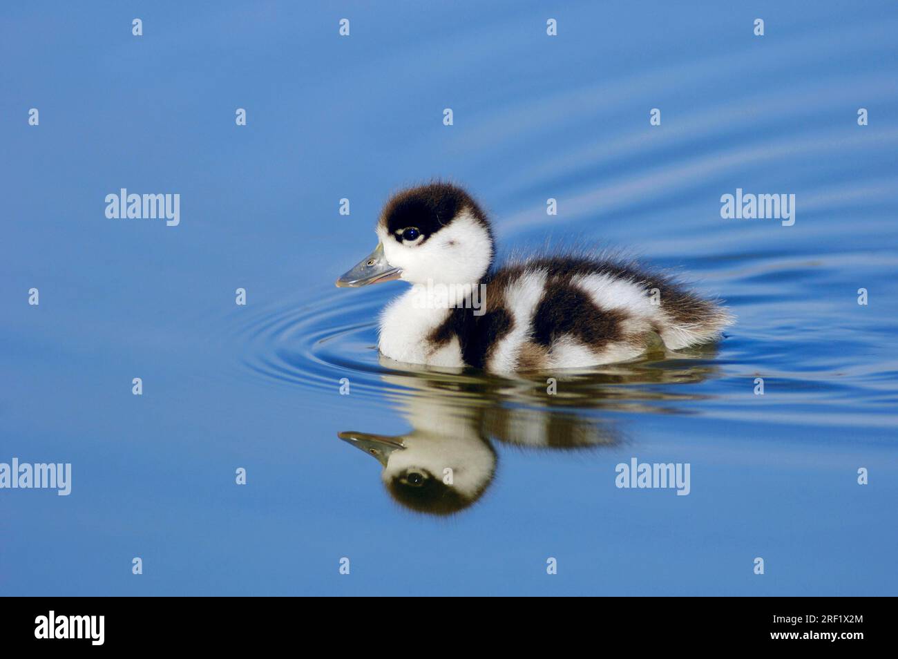 Baby shelduck hi-res stock photography and images - Alamy