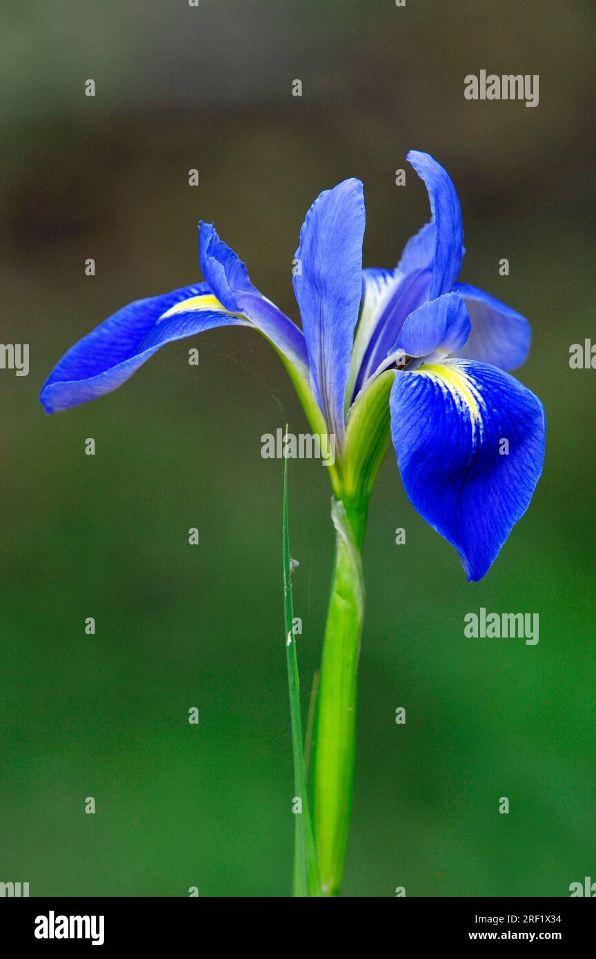 Iris, Myakka River State Park, Florida (Iris virginica), USA Stock ...