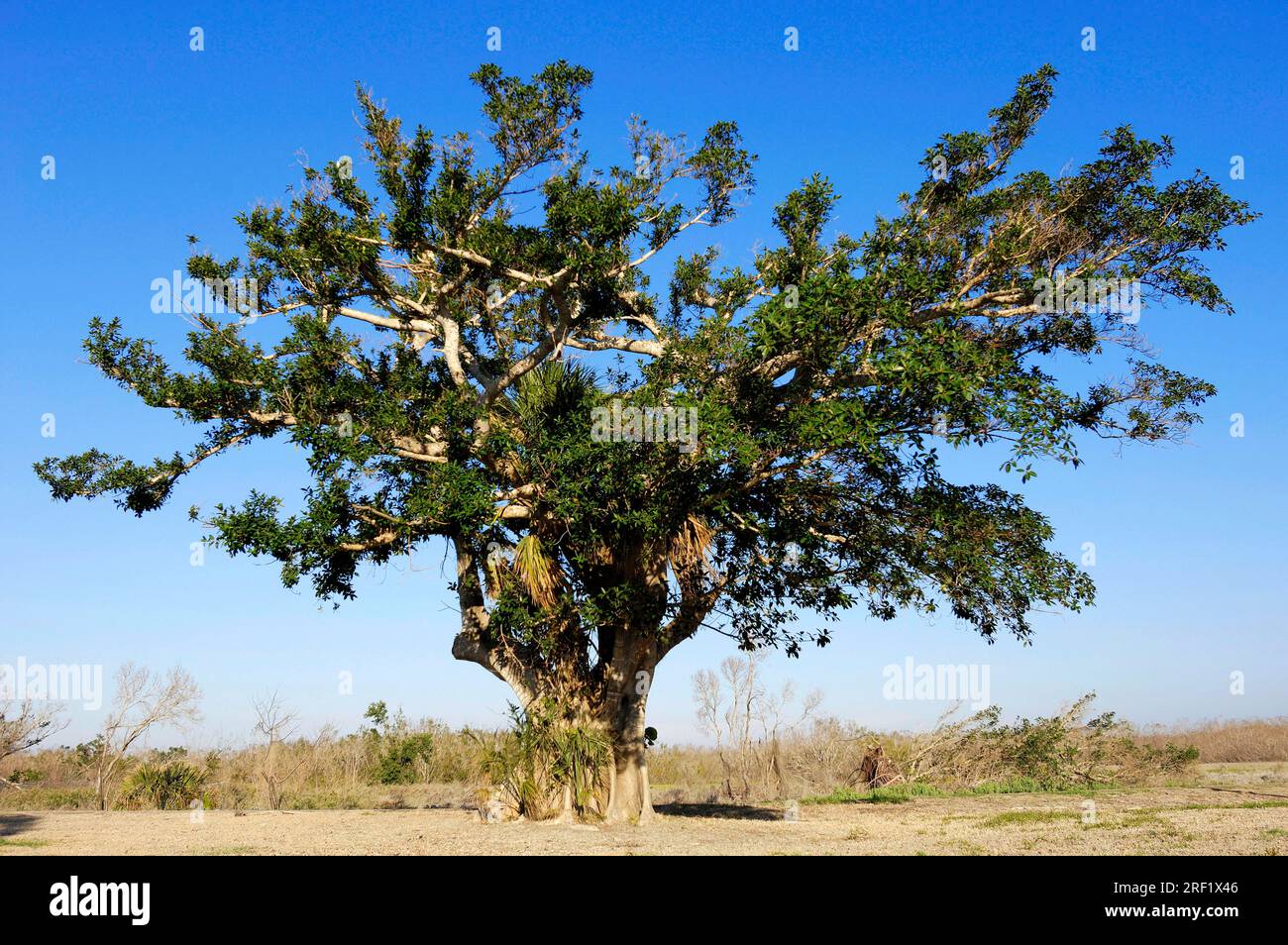 Gumbo-limbo (Bursera simaruba) balsam tree, Everglades National Park ...