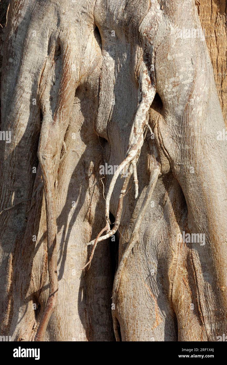Strangler fig, Evergaldes National Park, florida strangler fig (Ficus ...