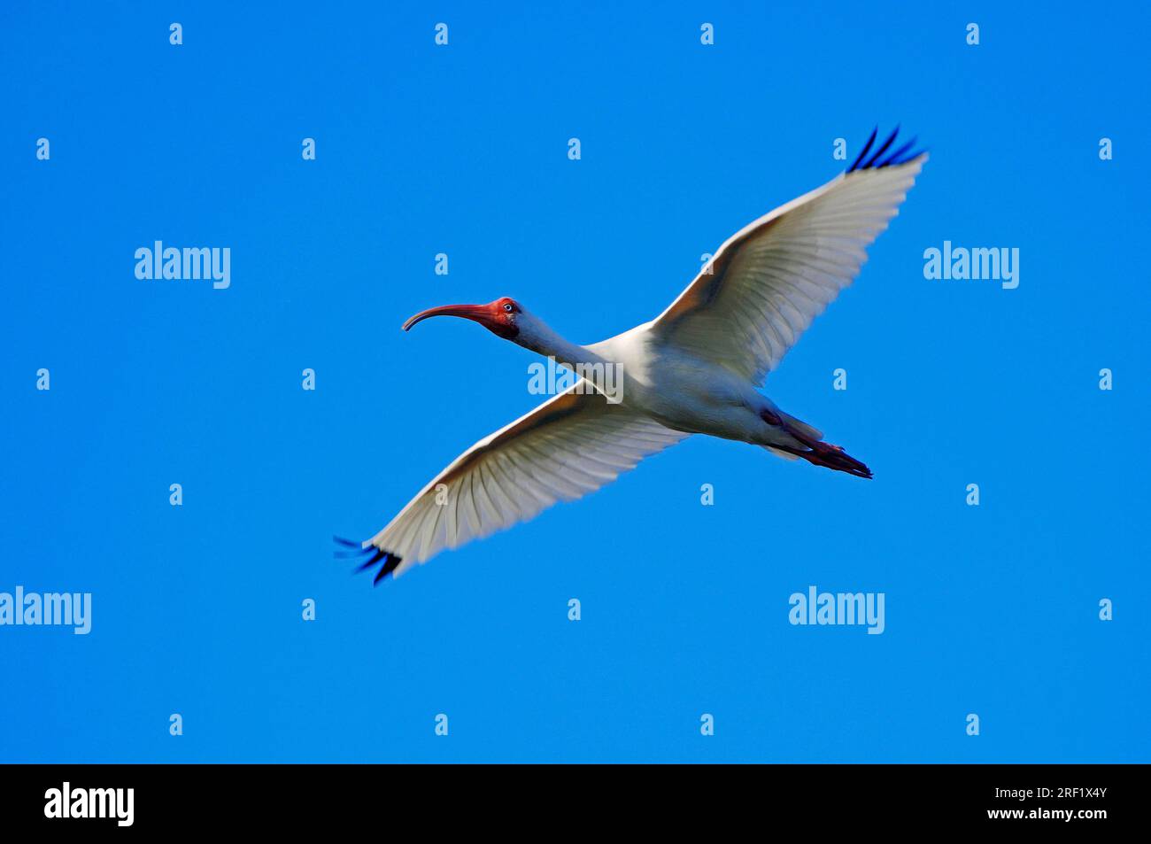 White Ibis (Eudocimus albus), Sanibel Island, Florida, USA Stock Photo ...